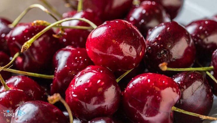 Turkey’s cherry exports touch $205 million | Move 2 Turkey